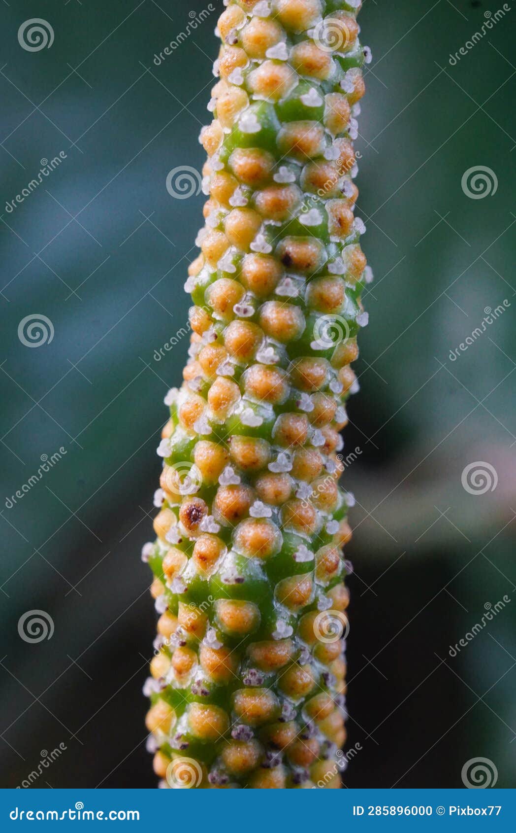 Dry Indian Long Pepper . Piper Longum ,Piper Retrofractum, Long Pepper ...
