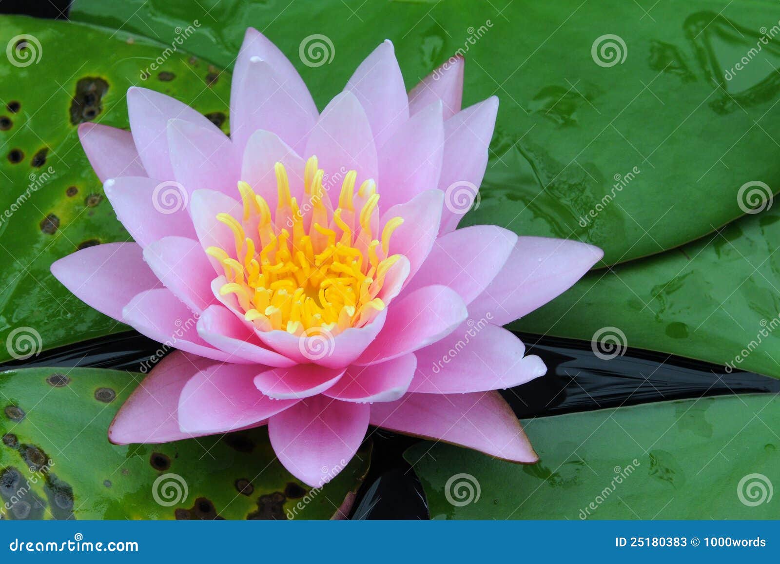Indian Lotus (Nelumbo Nucifera) Stock Image - Image of botany, colour ...