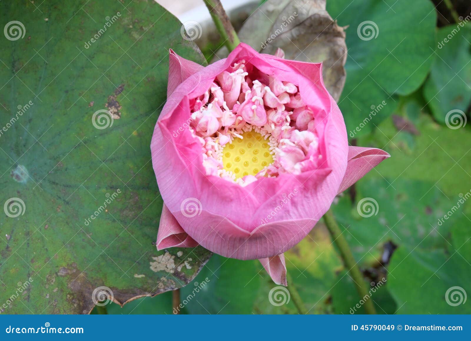 Indian lotus stock image. Image of lotus, plant, indian - 45790049