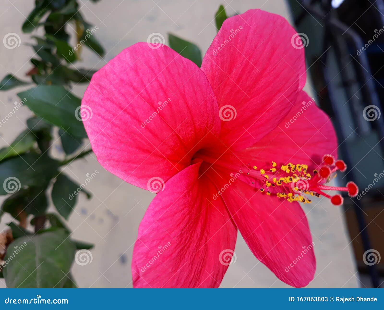 Indian lovely flower stock image. Image of lovely, love - 167063803