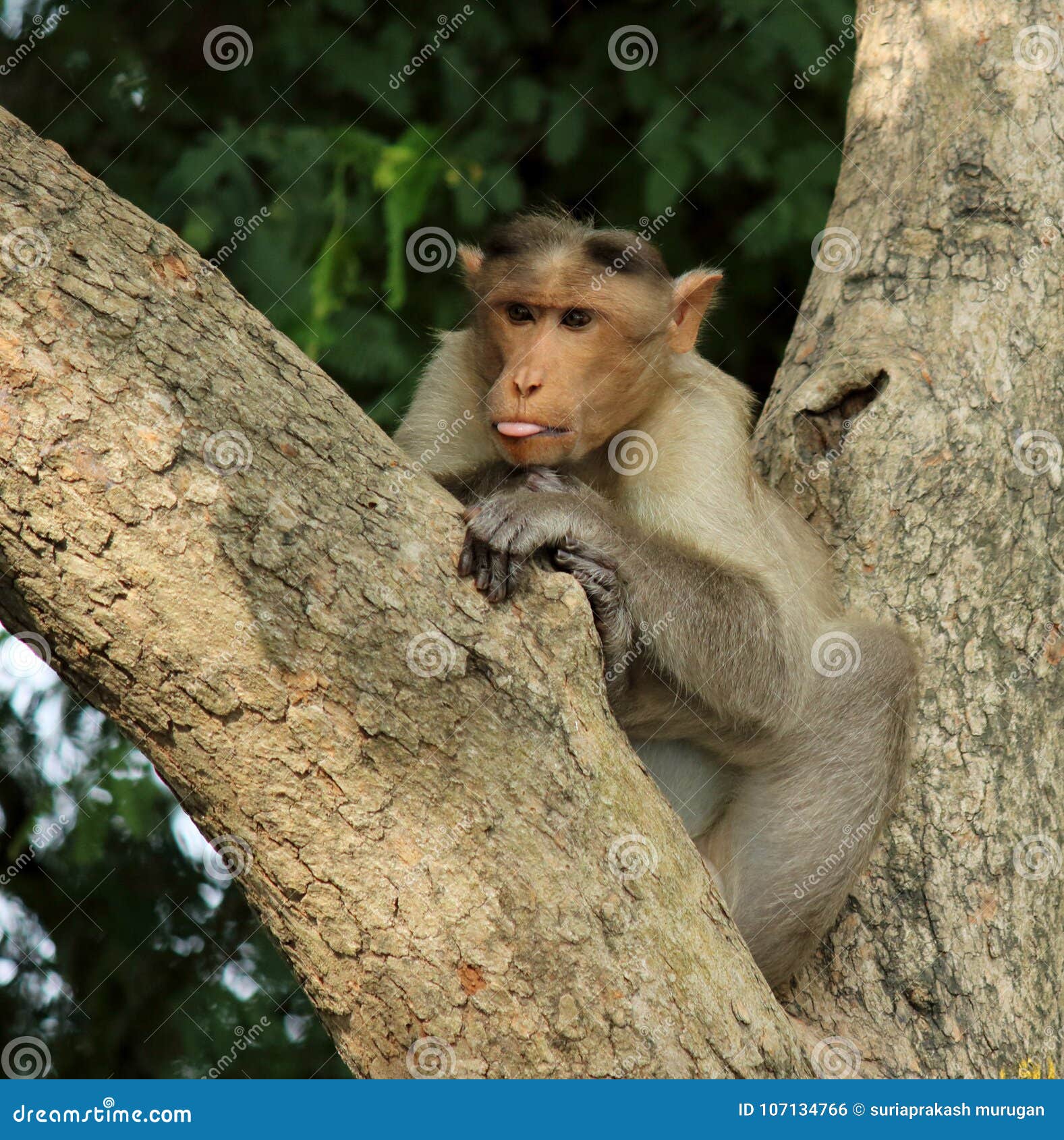 Indian lungar stock photo. Image of lungar, wild, indian - 107134766