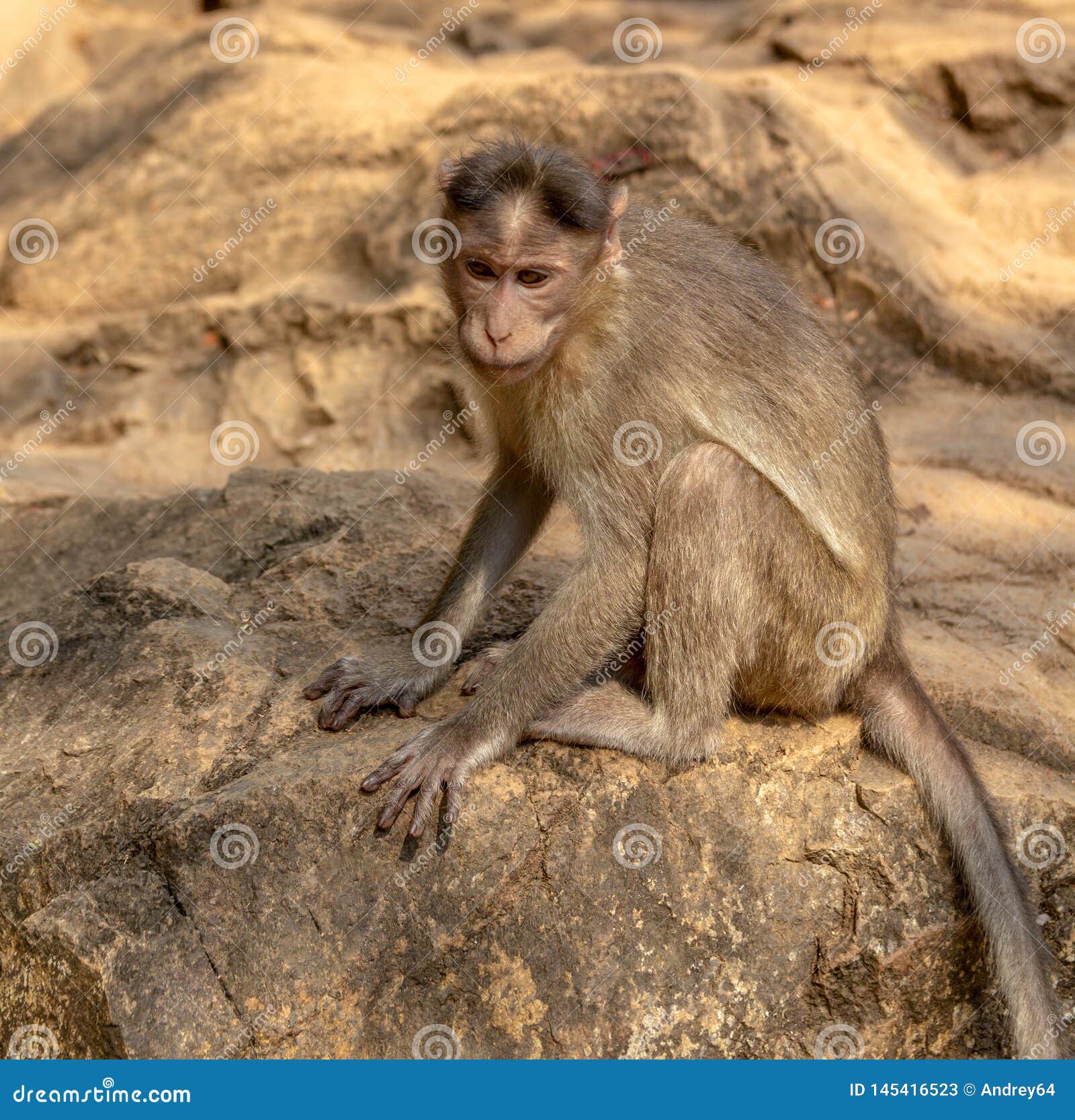 Indian Macaque Monkey in the Wild. Bhagwan Mahavir Reserve Stock Image ...