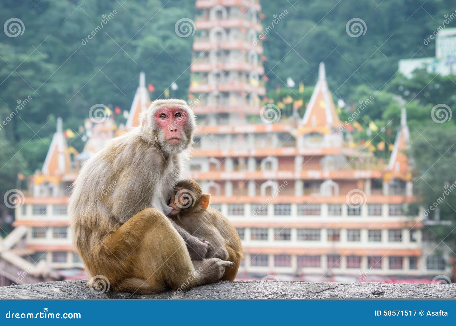 Indian Macaque Monkeys Stock Photo | CartoonDealer.com #58572426
