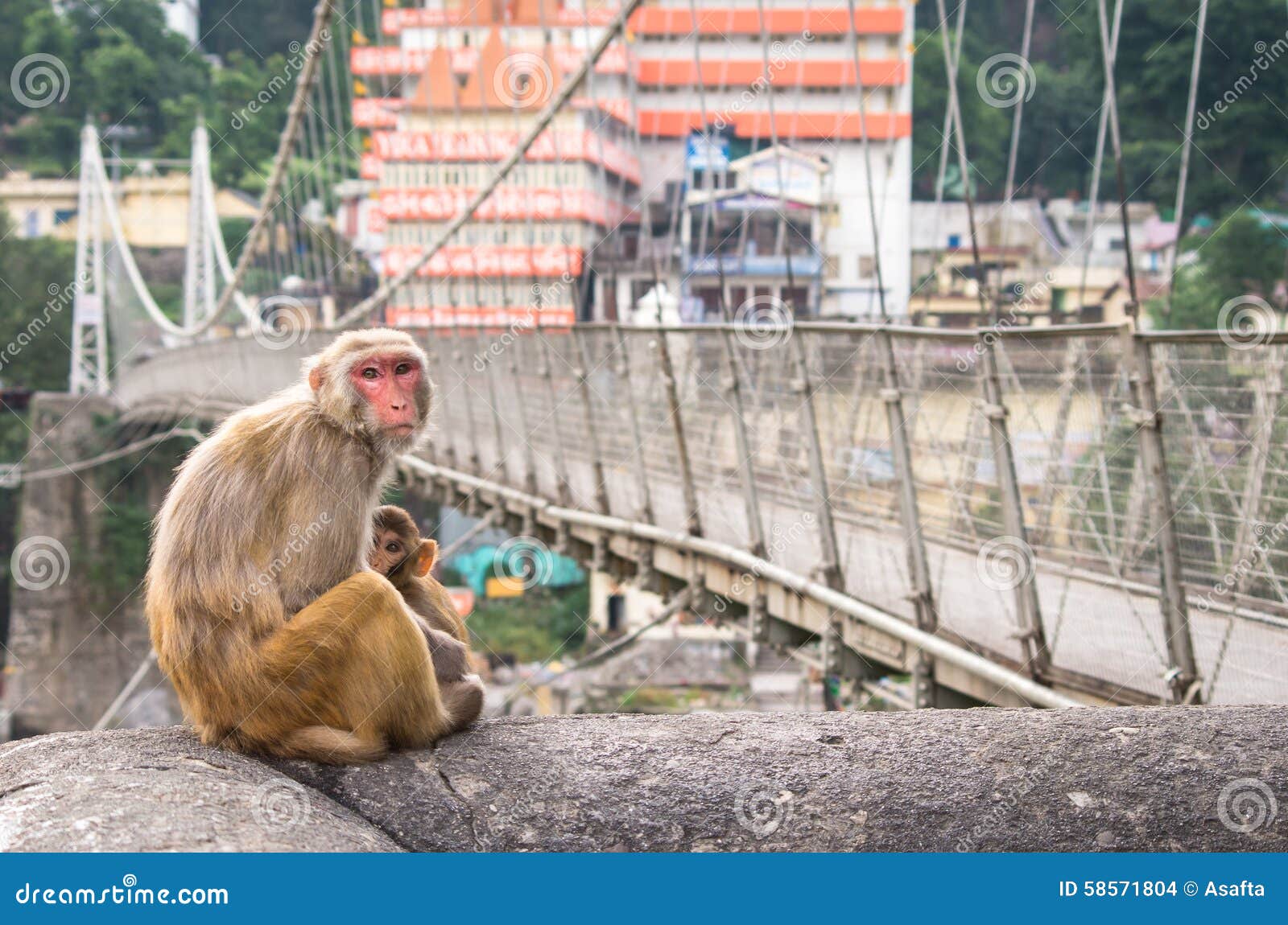 Indian Macaque Monkeys Stock Photo | CartoonDealer.com #58572426