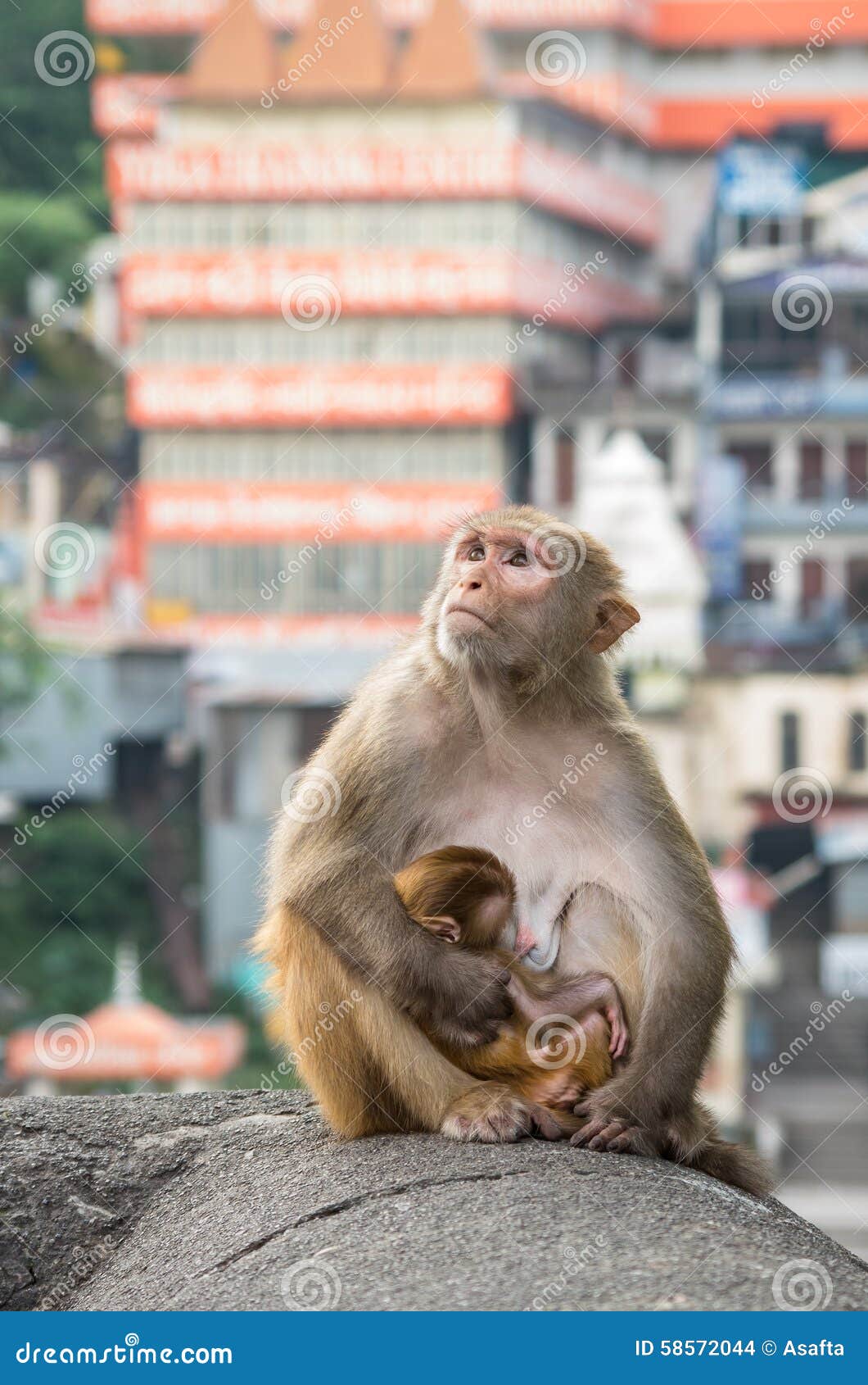 Indian Macaque monkeys stock photo. Image of animal, monkey - 58572044