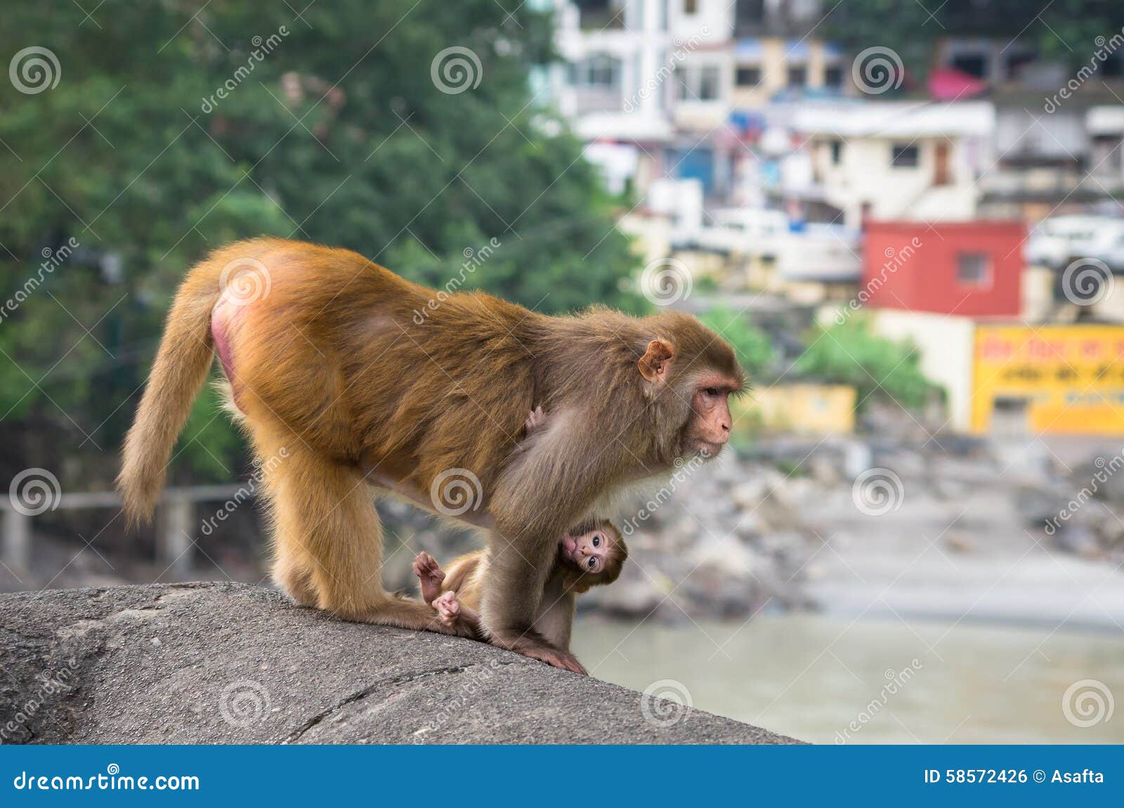 Indian Macaque monkeys stock photo. Image of indian, curious - 58572426
