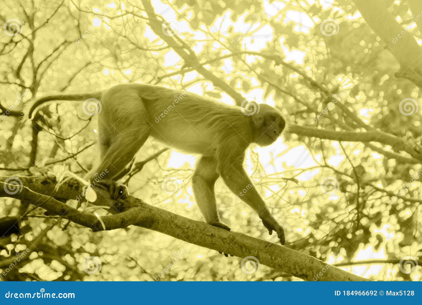 Indian Macaques Lat Macaca Radiata Wild Animal Primates On White ...