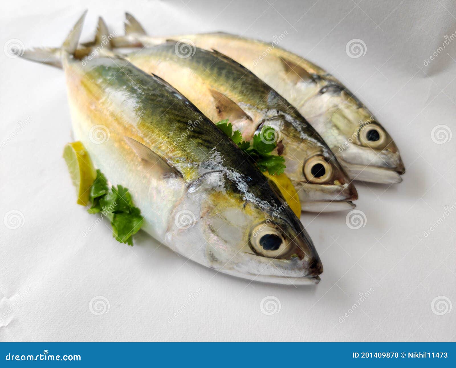 Indian Mackerel fish stock photo. Image of kaulagedar - 201409870