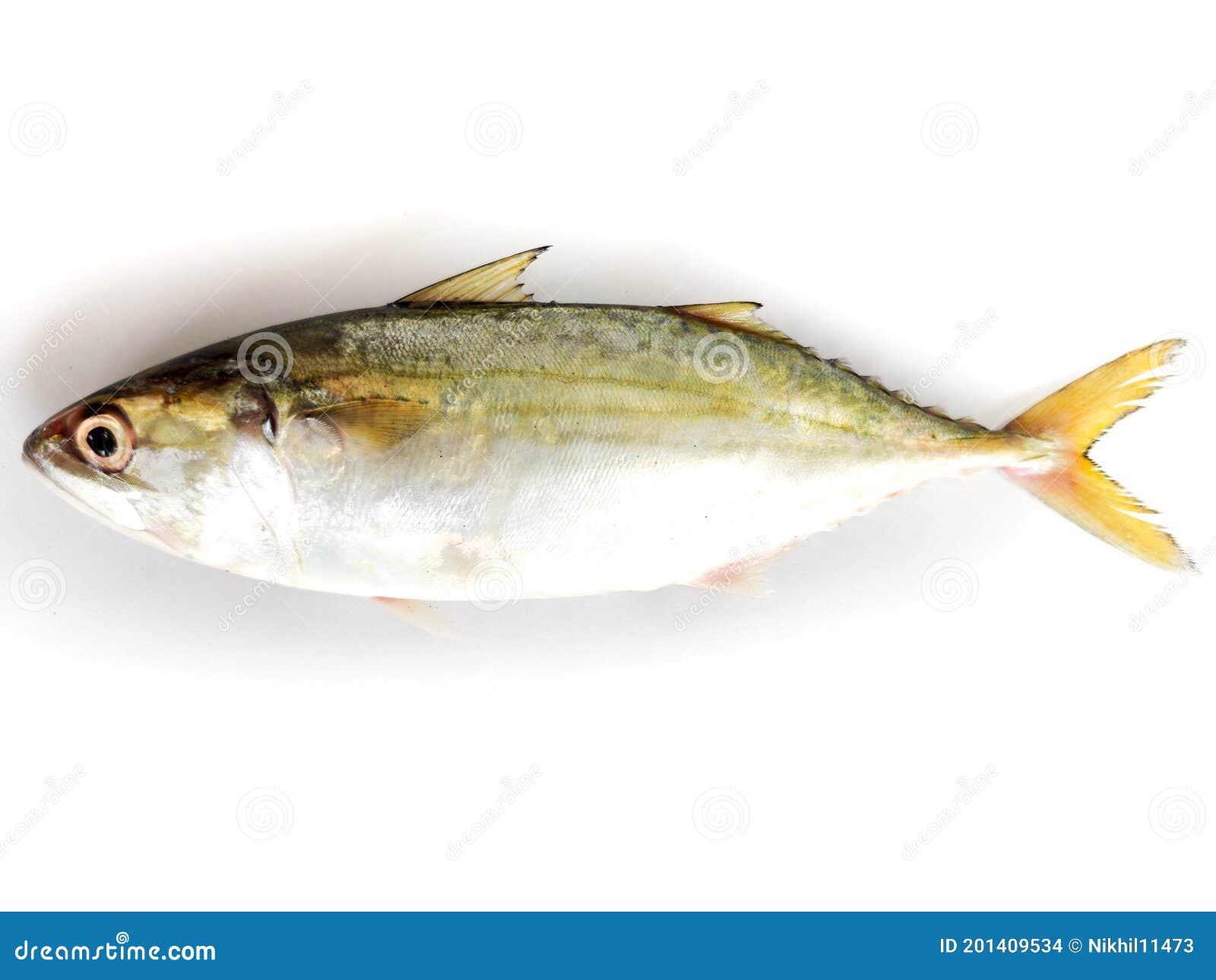 Indian Mackerel fish stock photo. Image of kaulagedar - 201409534