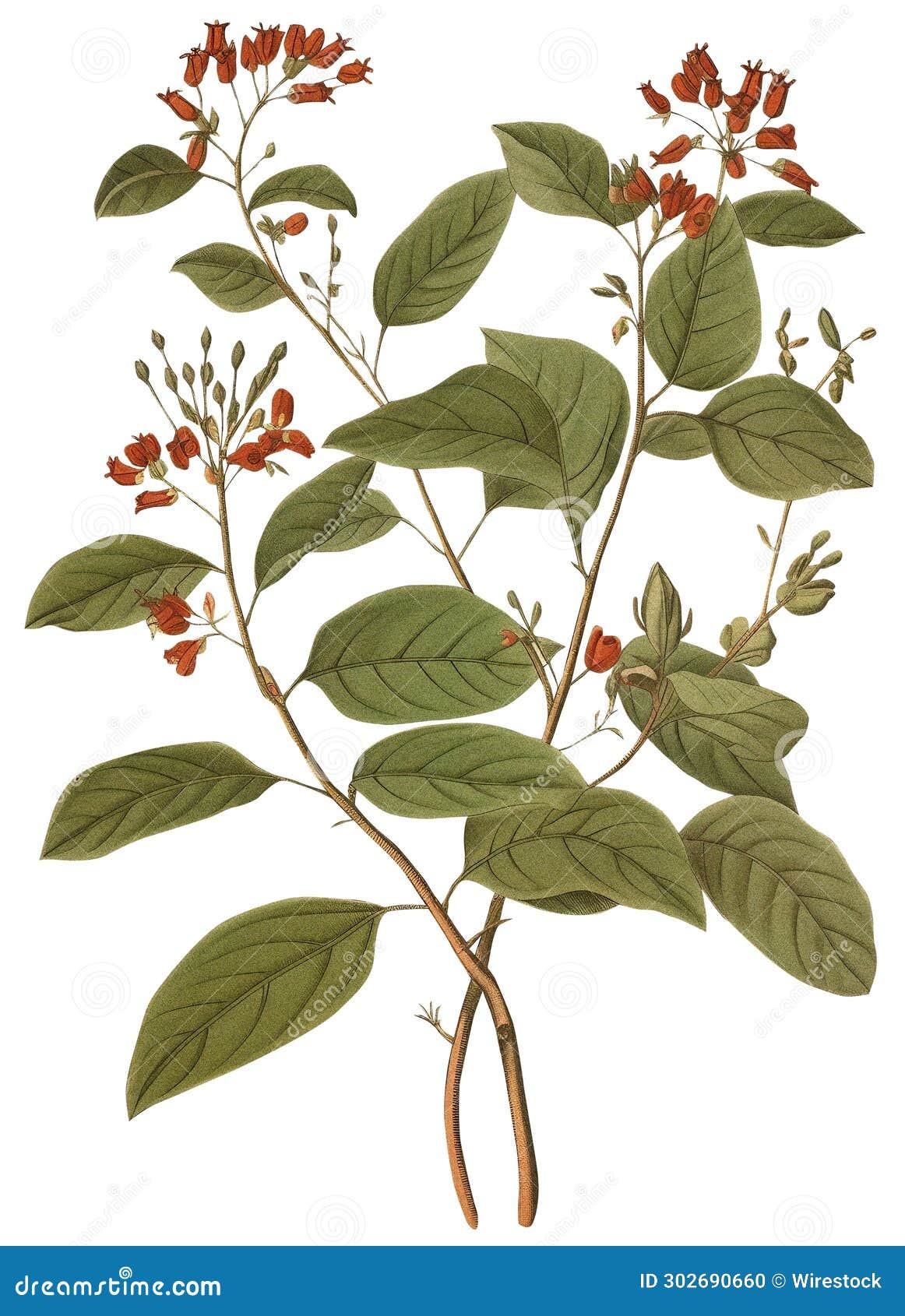 Indian Madder Isolated On Background, Old Botanical Illustration ...
