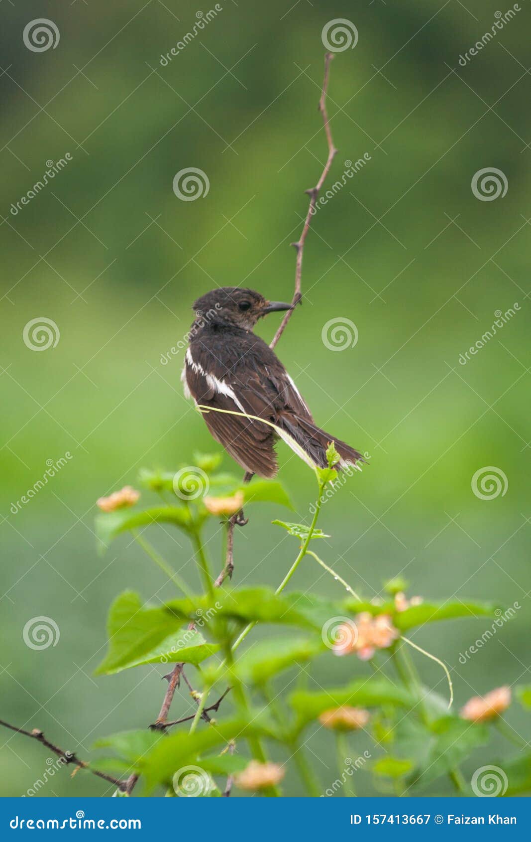 Indian Magpie Robin during Monsoon on a Shrub Stock Image - Image of ...