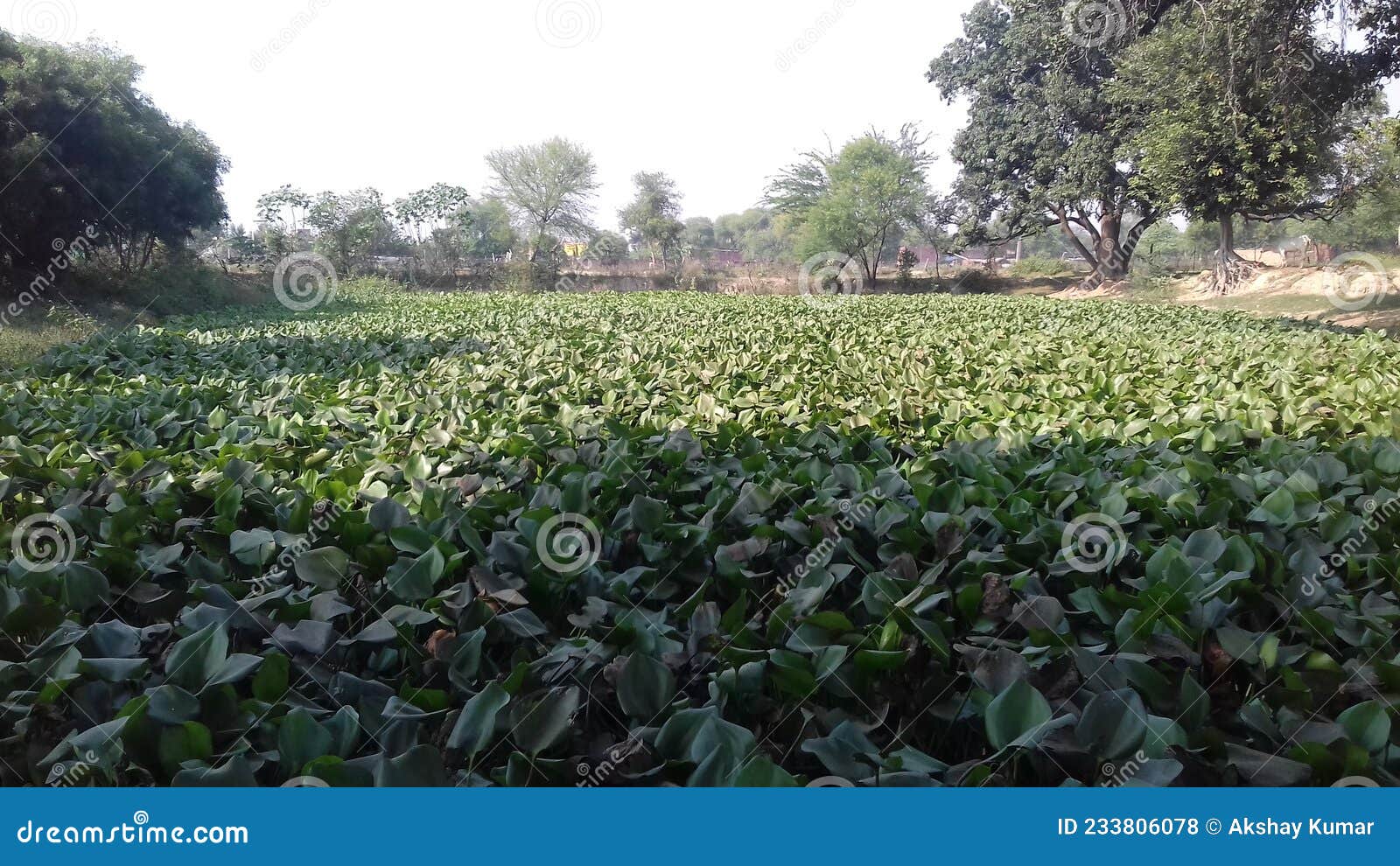 Indian Mail Very Plant Pool in Tree Stock Photo - Image of shrub, soil ...
