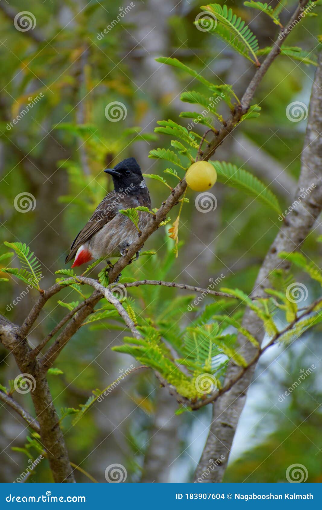 Indian Maina Bird In The Pole Royalty-Free Stock Photo | CartoonDealer ...