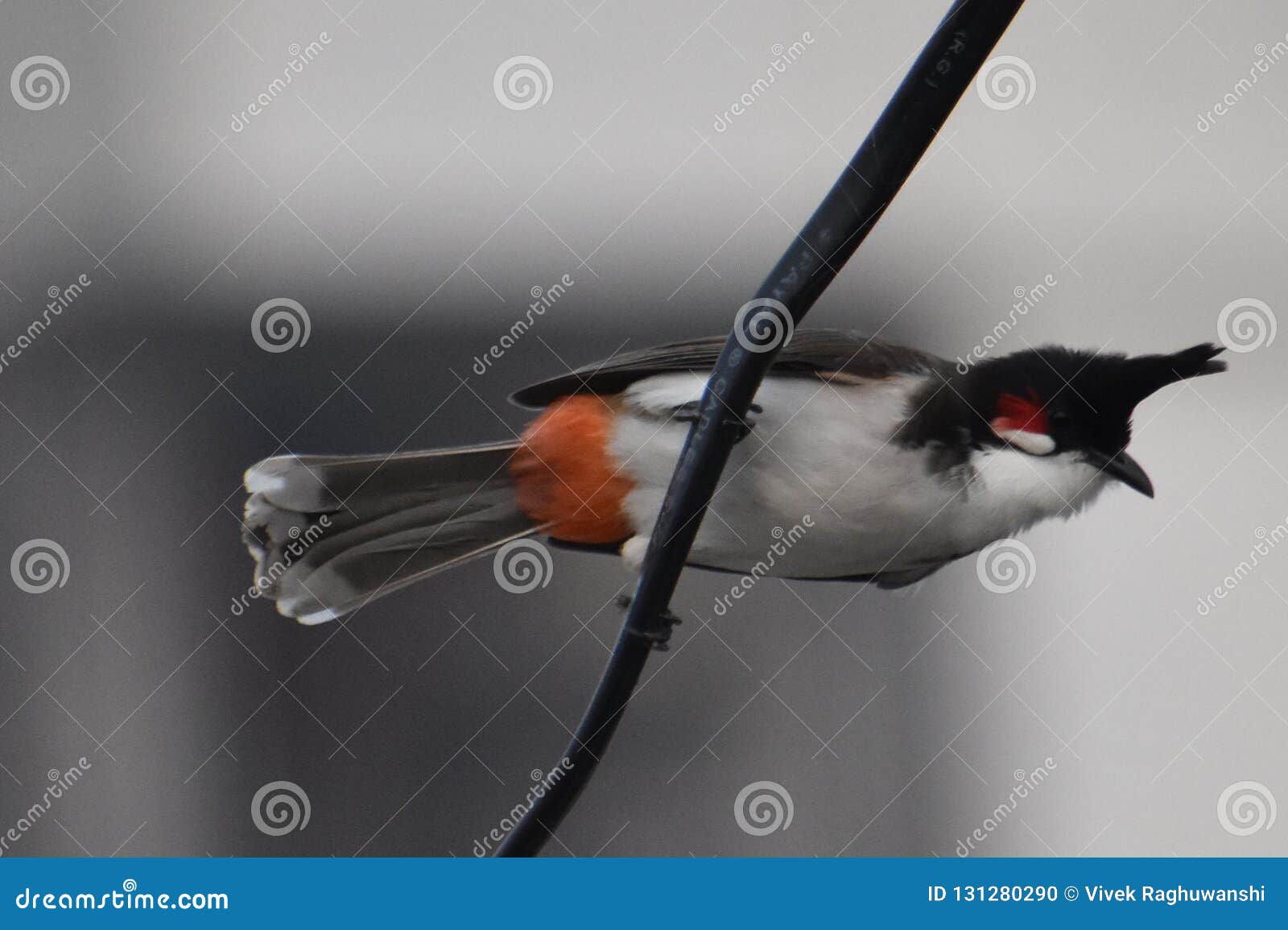 Indian bulbul stock photo. Image of indian, maina, bird - 131280290