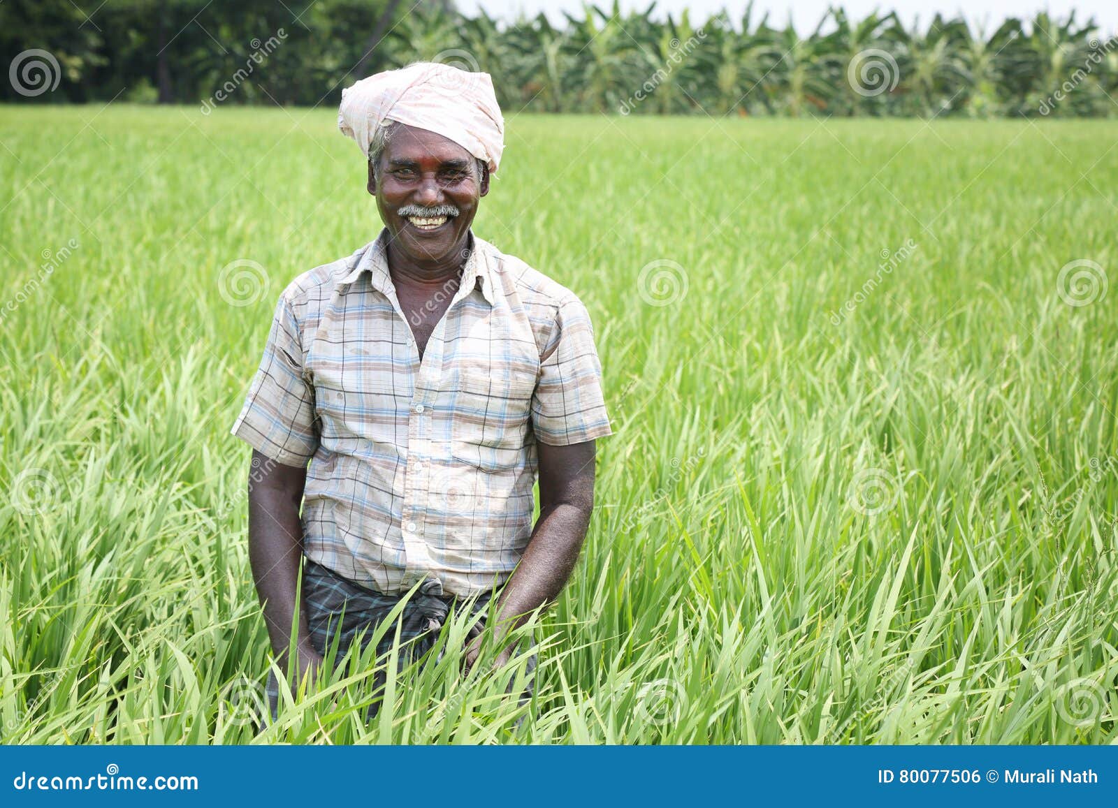 Indian Man Holding Sickle and Crops Stock Photo - Image of cultivation ...