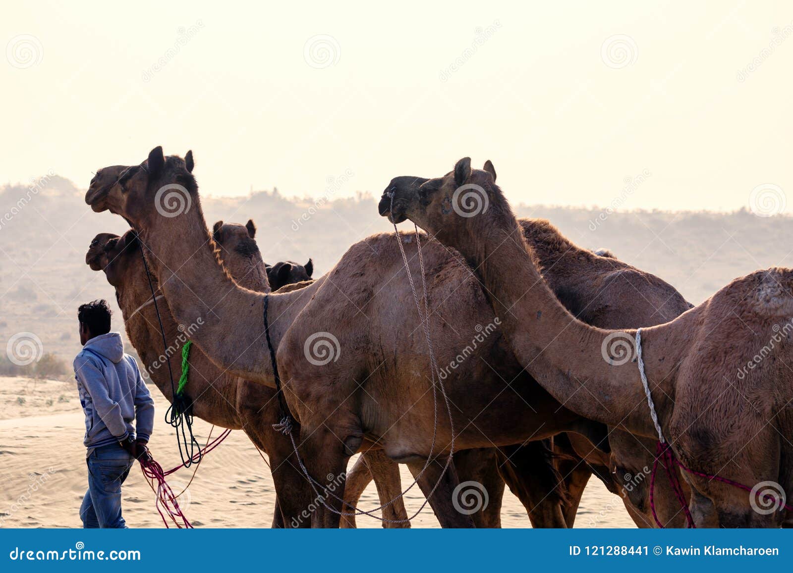 The Indian Man Leads Camel on the Sand Dunes Editorial Photo - Image of ...