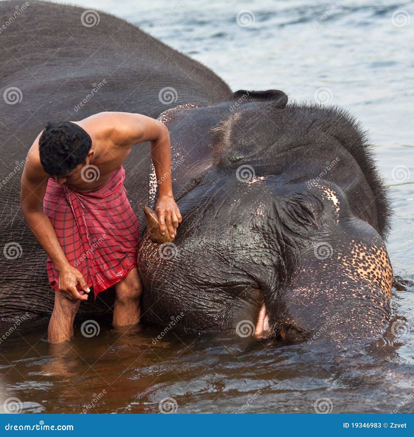 Indian Man Washing His Elephant Editorial Stock Photo - Image of india ...