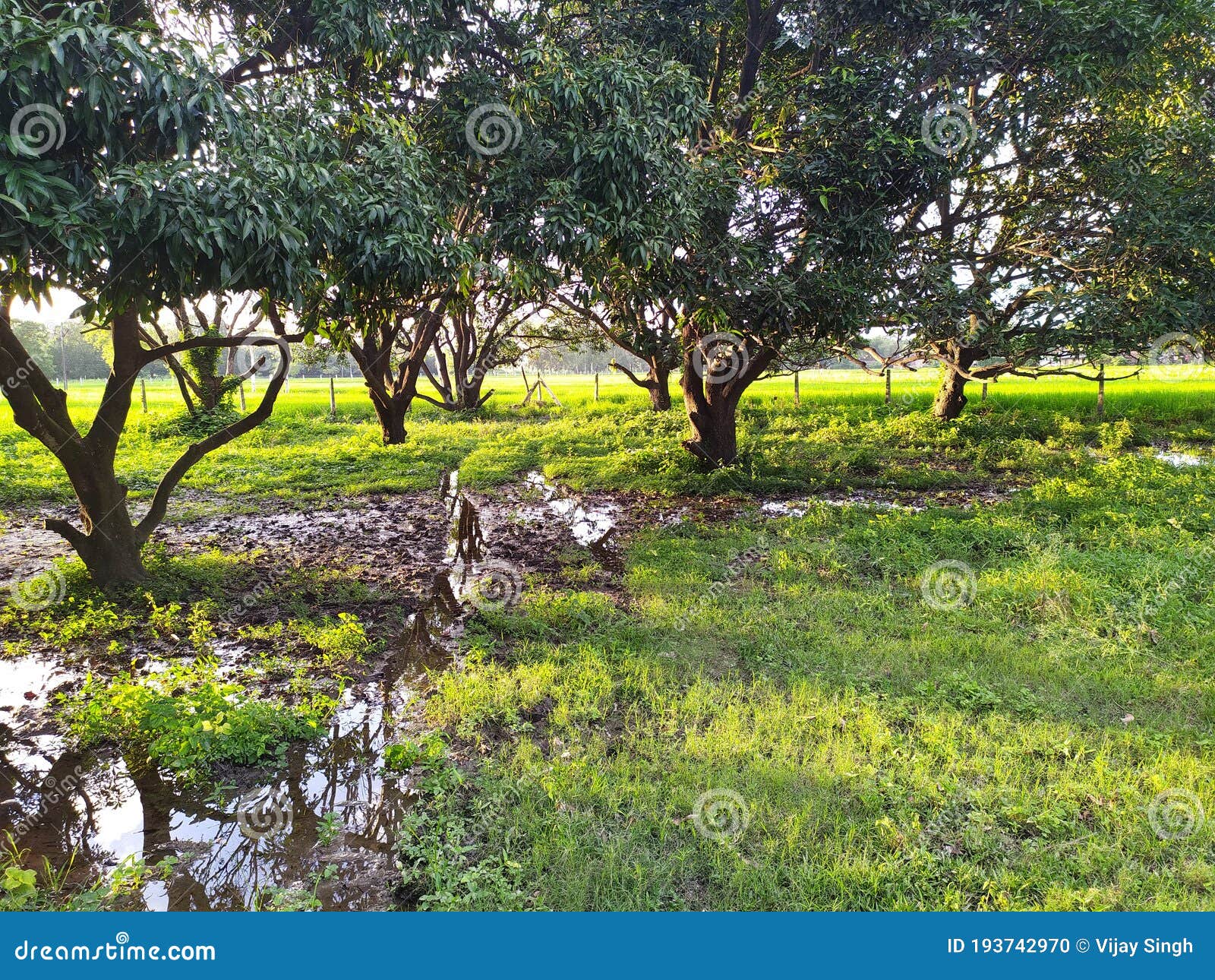Mango Garden,mango Farm With Blue Sky Background.Agricultural Concept ...