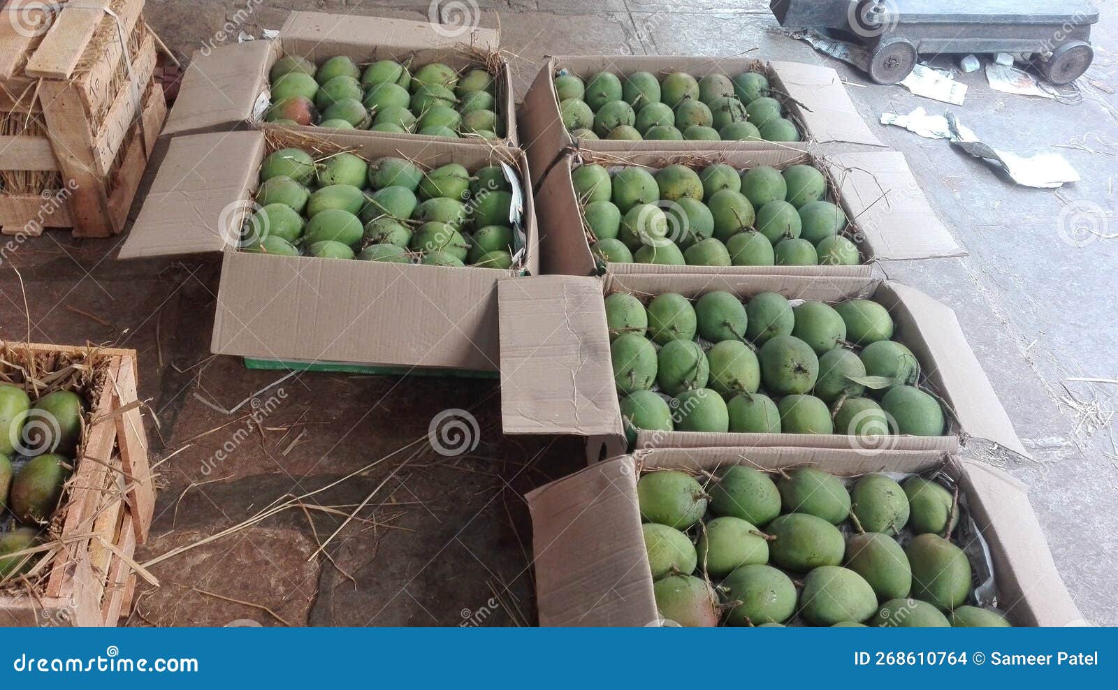 Indian Mango for sell stock photo. Image of crop, amazing - 268610764