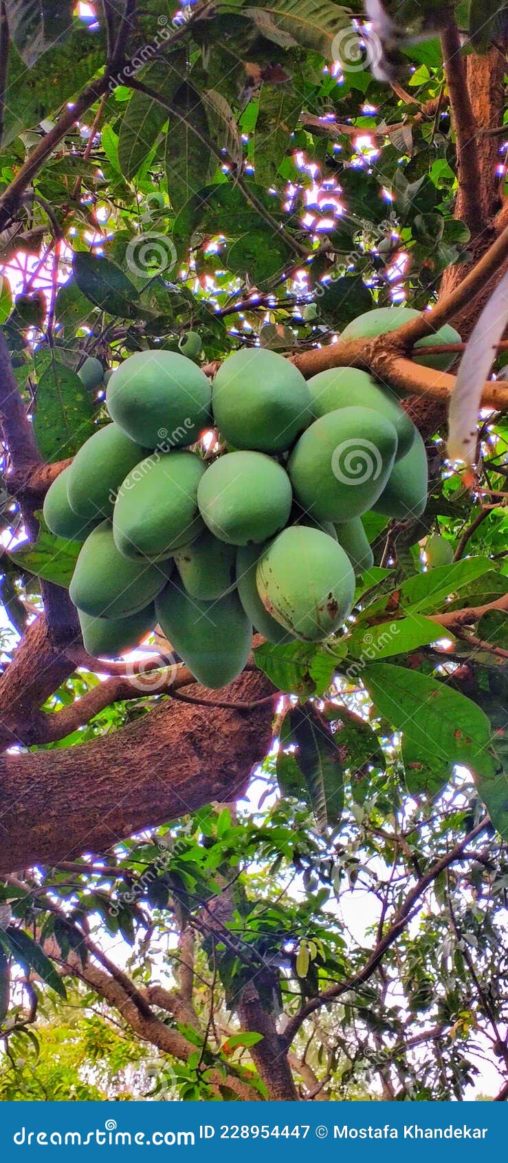 Indian mango tree stock image. Image of berry, produce - 228954447