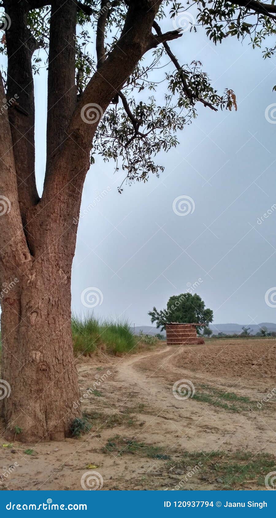 Indian Mango Tree Indian Farm. Stock Photo - Image of indian, tree ...