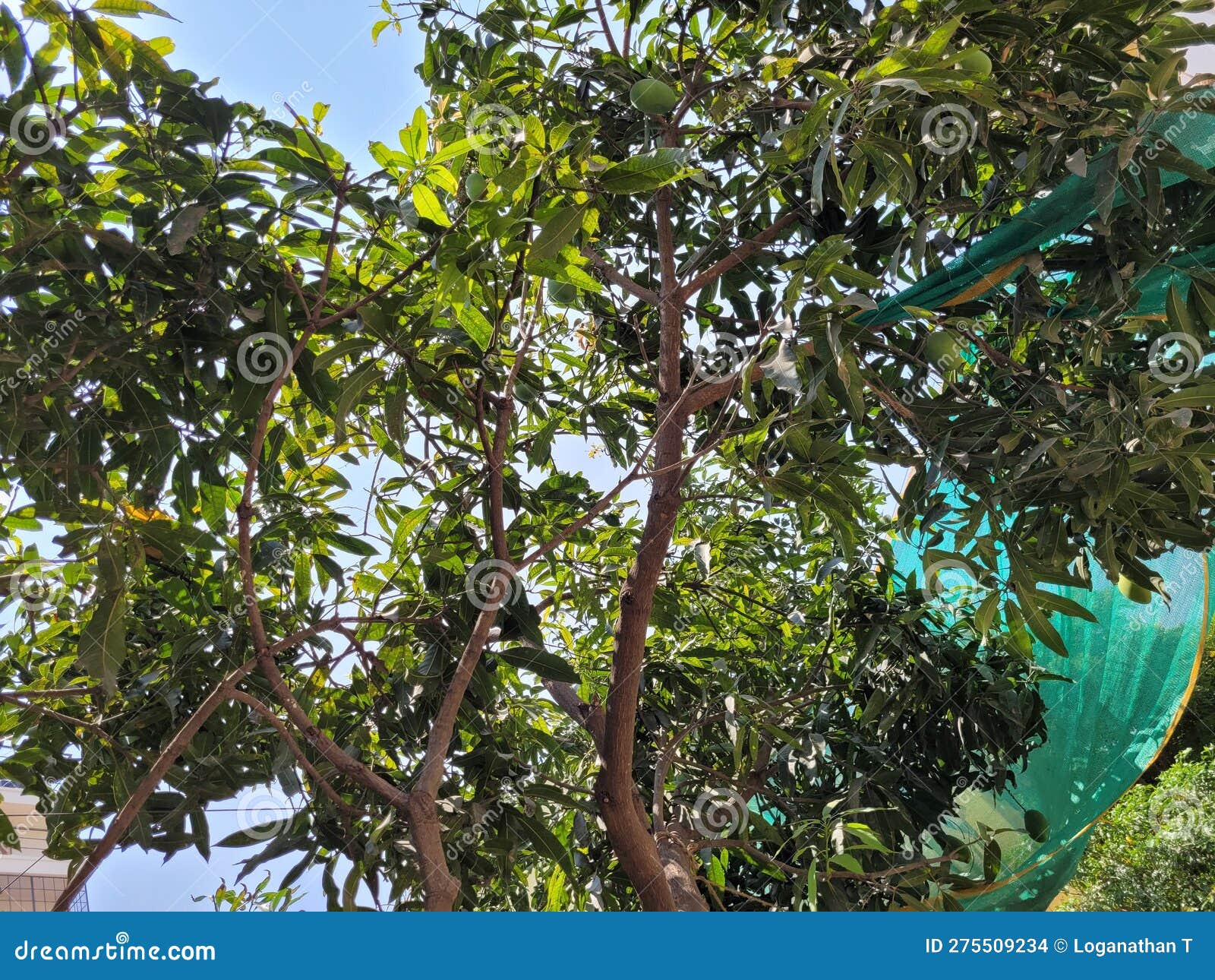 Indian Mango Tree with Green Mangos in Summer Stock Photo - Image of ...