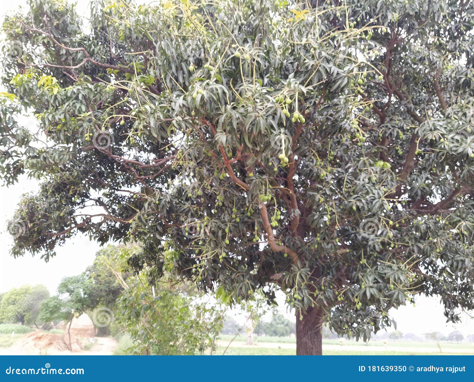 Indian Mango Tree with Little Mango Stock Photo - Image of mango, testy ...
