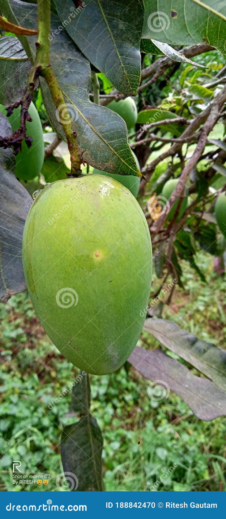 Mango Tree Nature Indian Mango Stock Photo - Image of village, mango ...