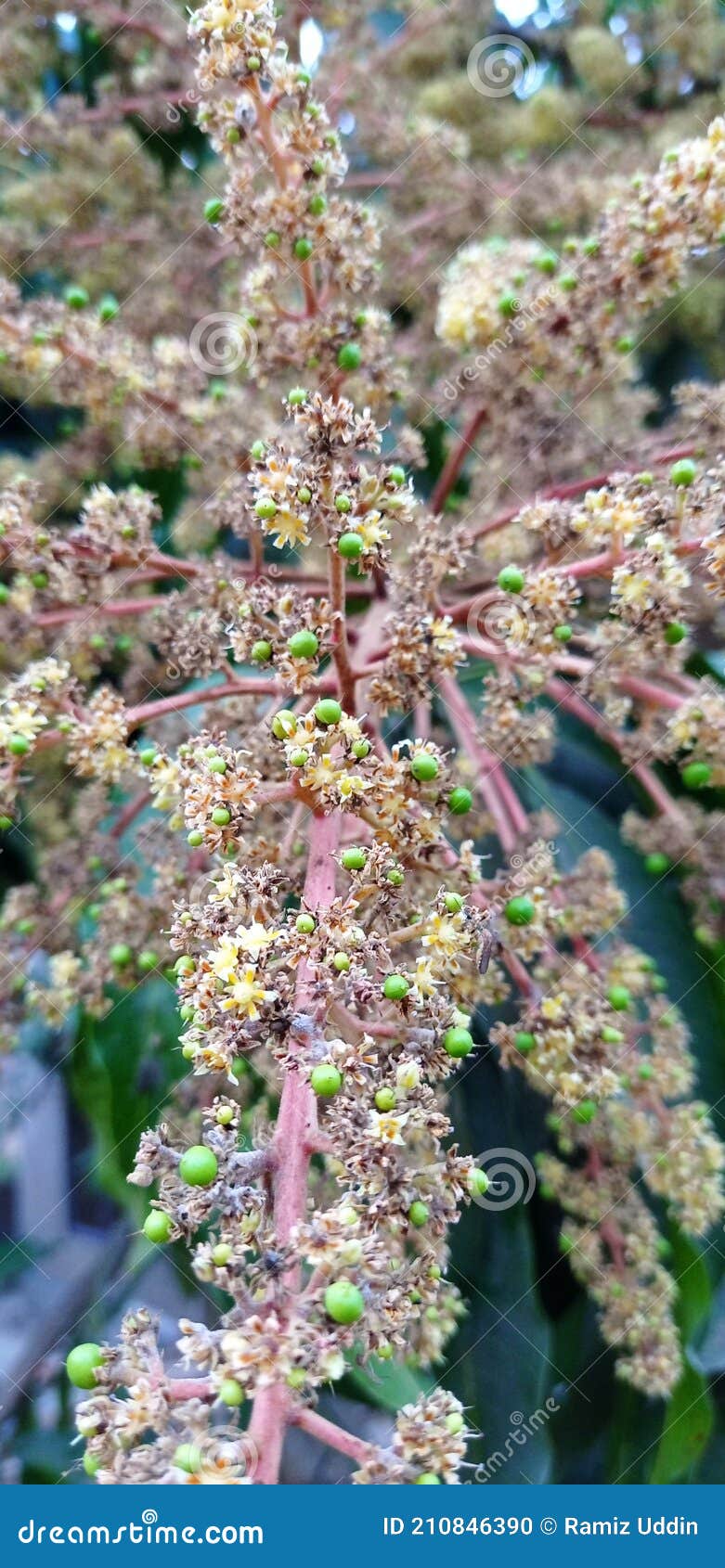 Indian Mango Tree`s Bud and Tiny Mango Stock Photo - Image of small ...
