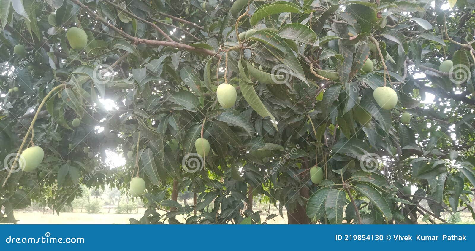Indian mango tree stock photo. Image of plant, flower - 219854130
