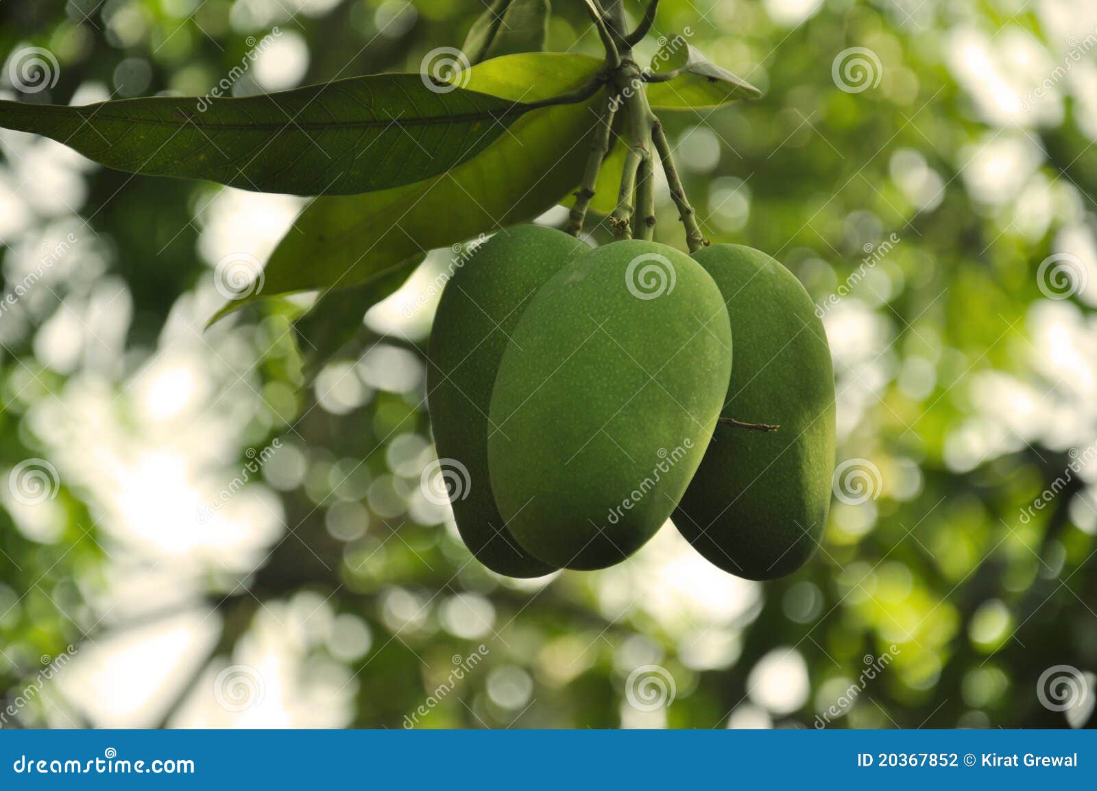 Indian Mangoes stock photo. Image of leaves, asian, popular - 20367852