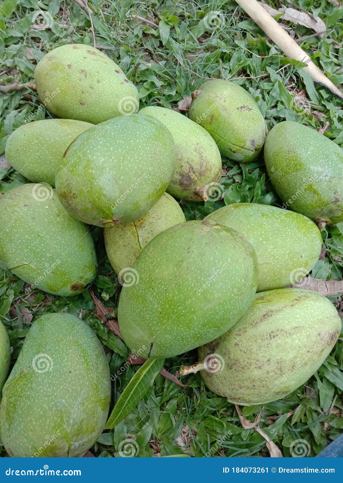 Indian Mangoes Fruit from Tripura Stock Image - Image of summer, season ...