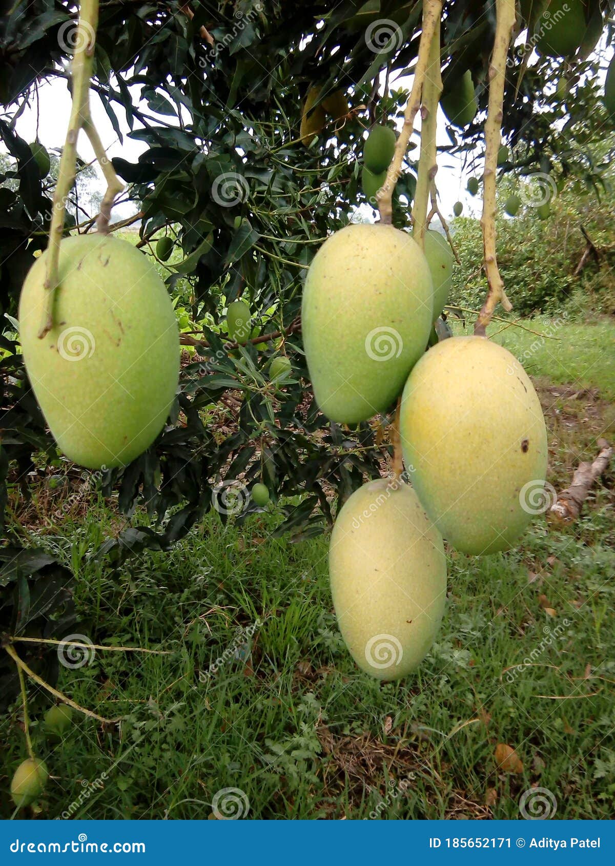 Indian Mangoes, King Of Fruits Royalty-Free Stock Photo | CartoonDealer ...