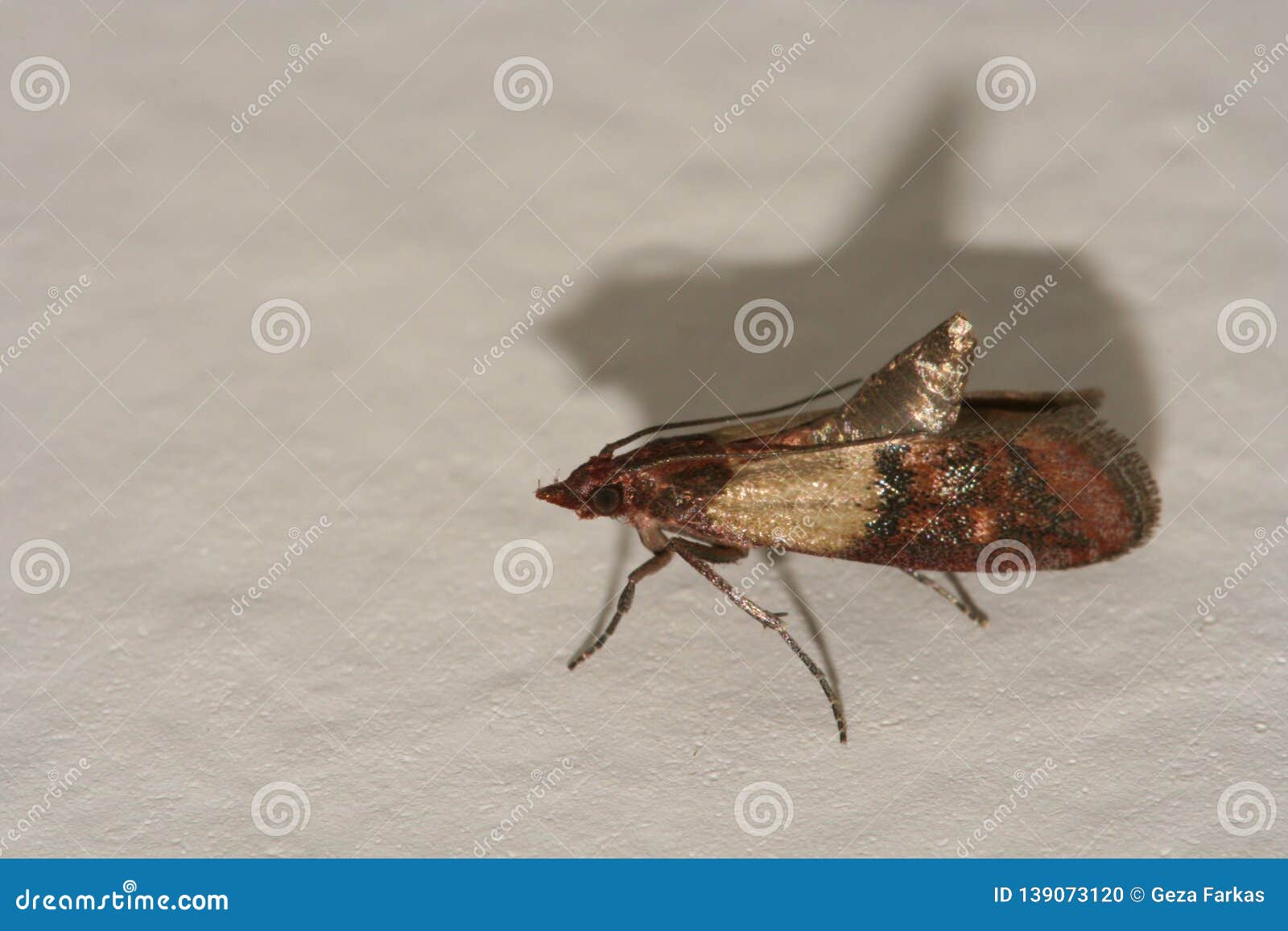 Indian Meal Moth Pest, Plodia Interpunctella Stock Photo - Image of ...