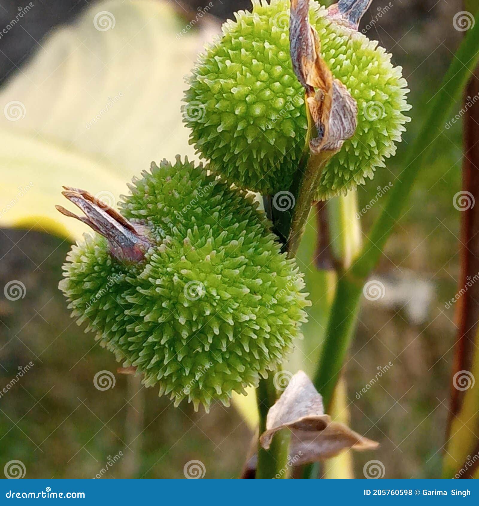 Indian Mel Beautiful Flower Fruit Stock Photo - Image of circle ...