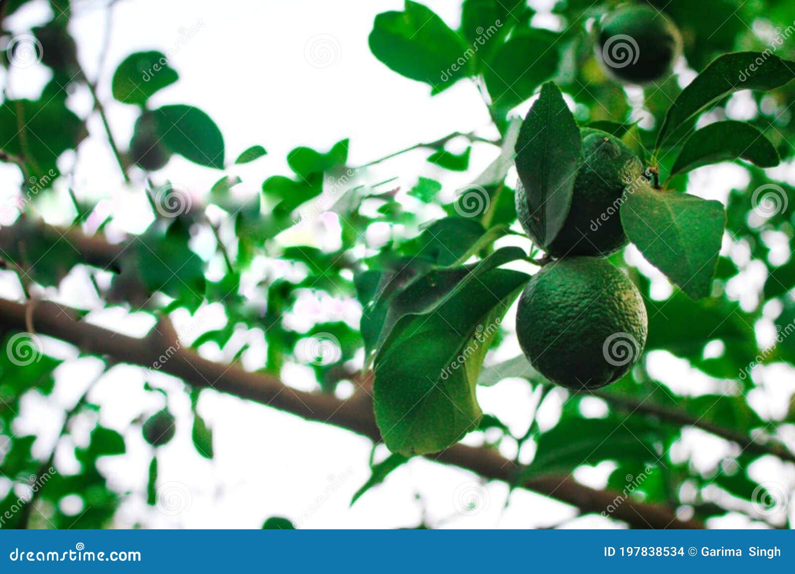 Indian Mel the Lime Tree is in My Garden Stock Photo - Image of lime ...