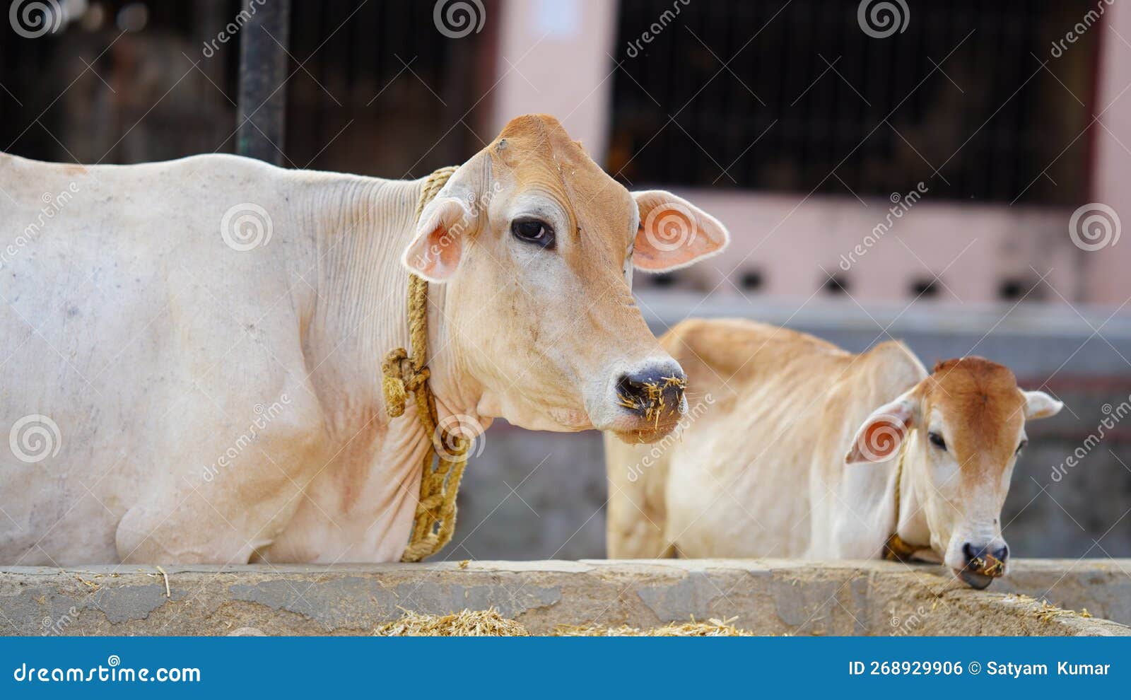 The Indian Milky Cow Selective Focus Stock Photo - Image of worker ...