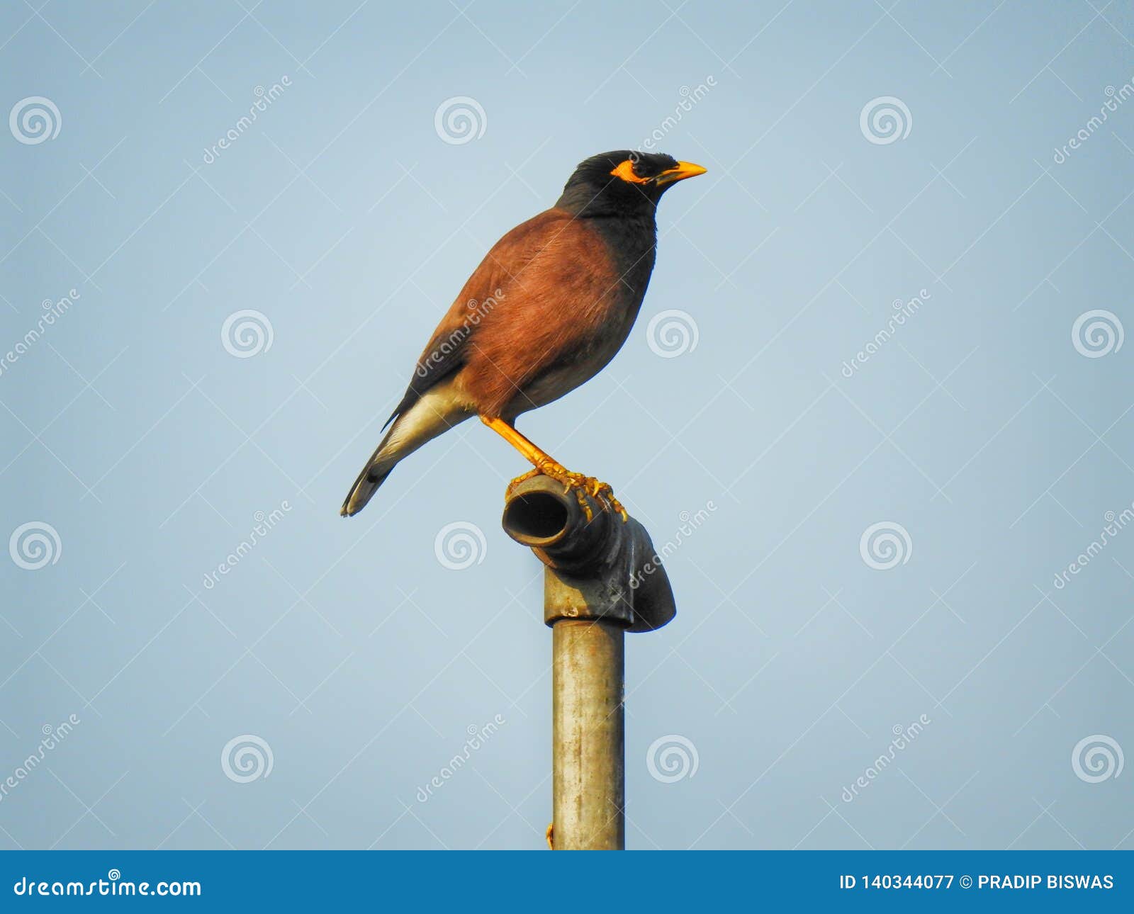 Indian moina stock image. Image of common, moina, avian - 140344077