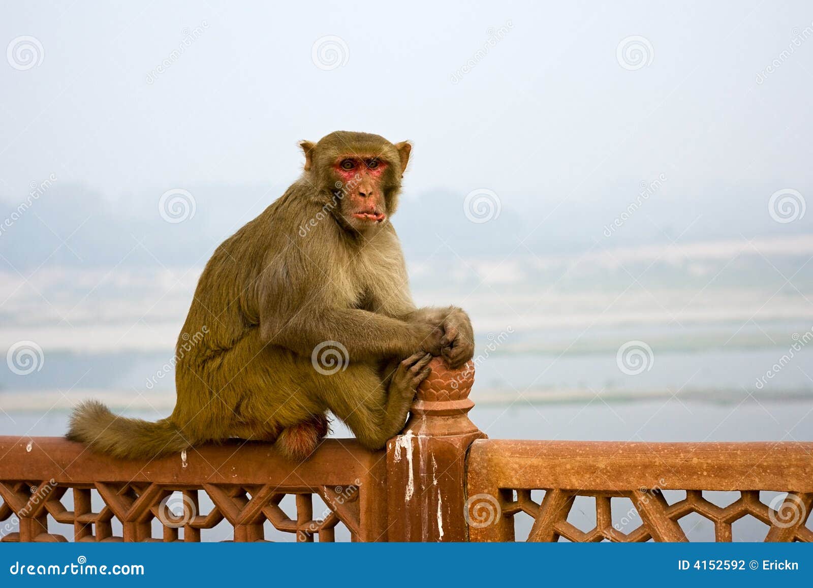 Images Of Indian Monkeys
