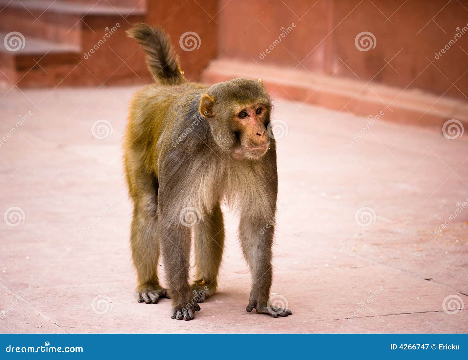Indian monkey stock image. Image of monkey, agra, horizontal - 4266747