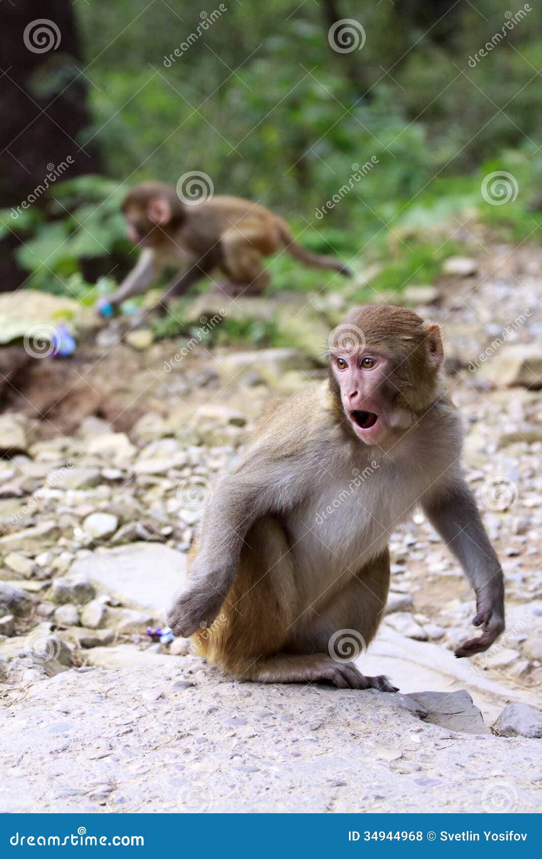 Indian monkey.Agra stock photo. Image of long, pradesh - 34944968