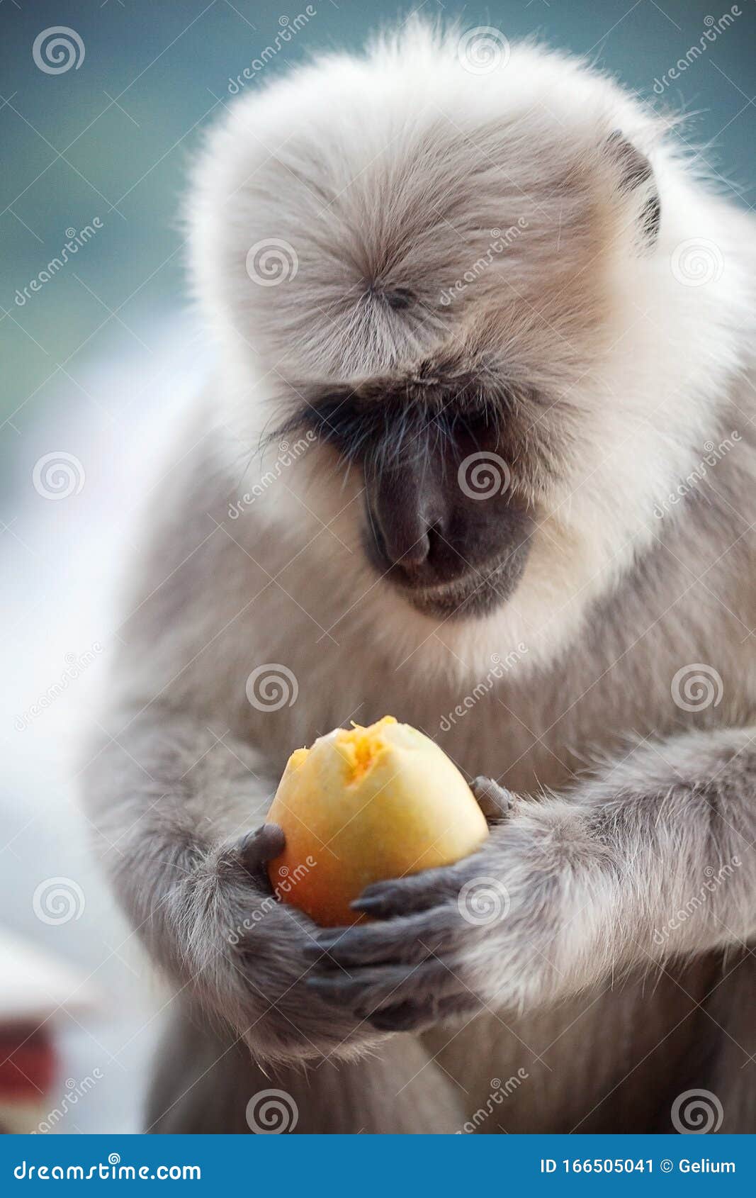 Indian monkey stock image. Image of funny, wilds, black - 166505041