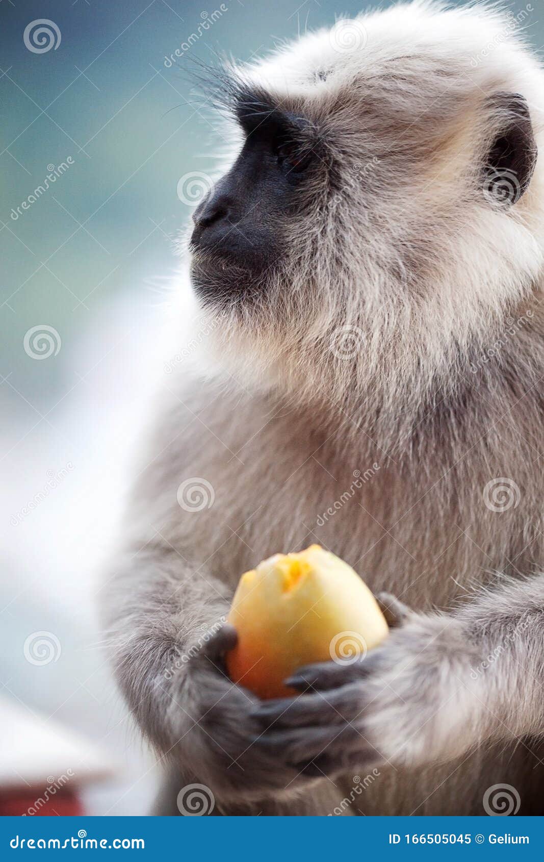 Indian monkey stock image. Image of wild, black, eating - 166505045