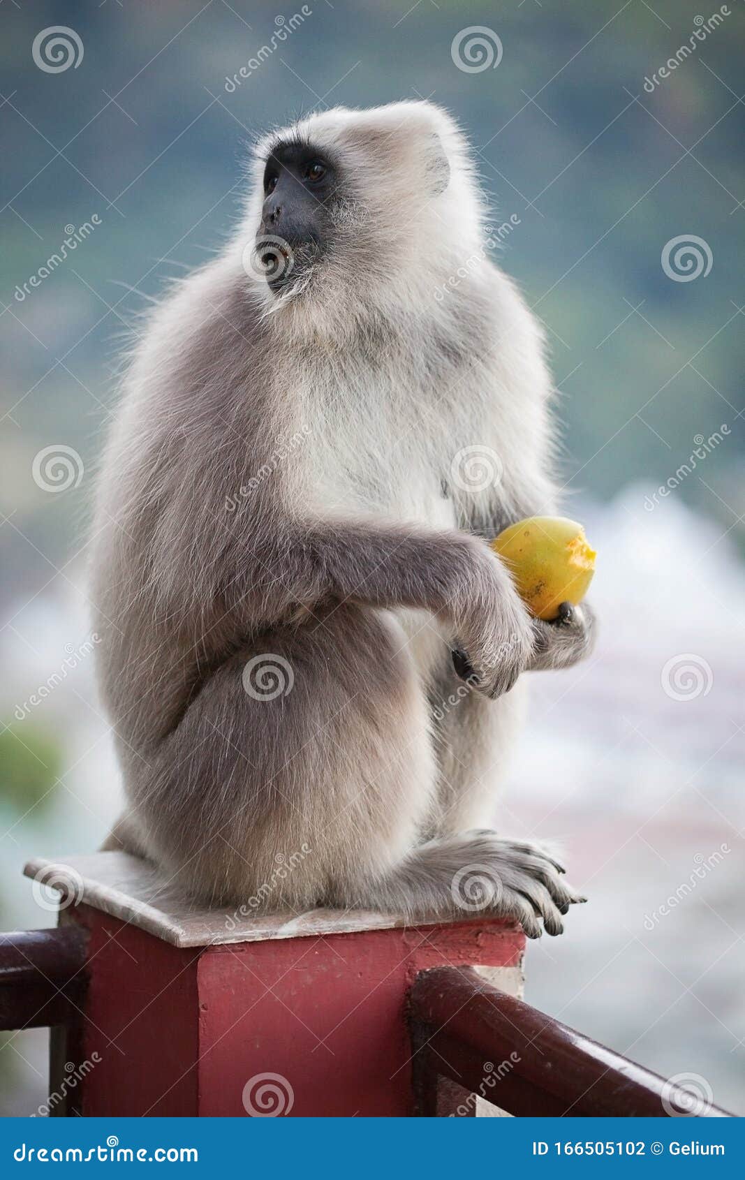 Indian monkey stock photo. Image of monkey, feeding - 166505102