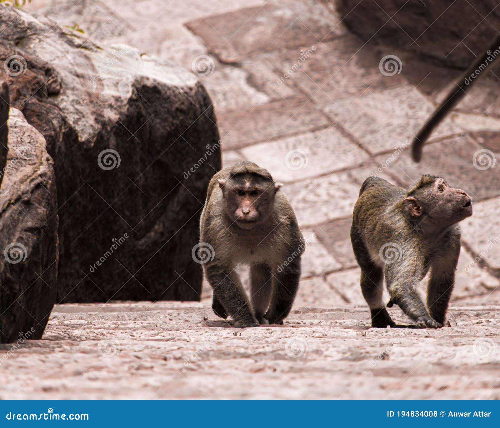 Indian Monkey Climbing the Steps. Stock Photo - Image of dangerous ...