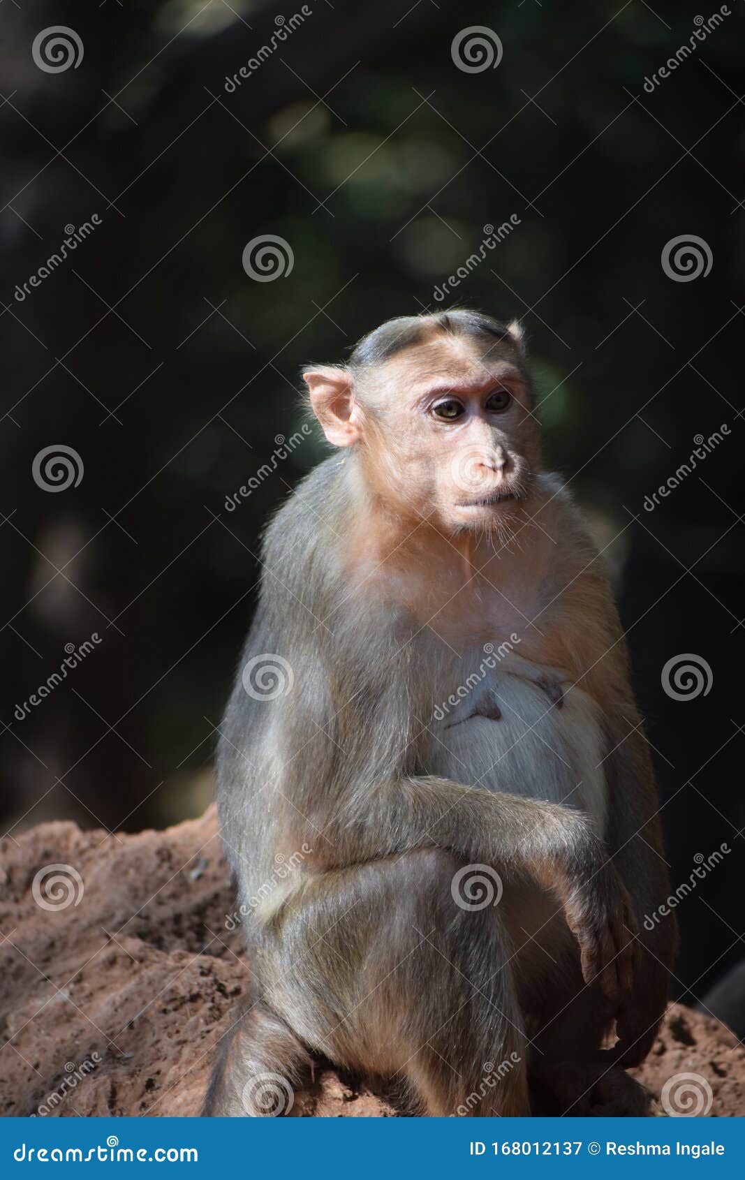Indian Monkey with Confused Expression Stock Image - Image of mountains ...