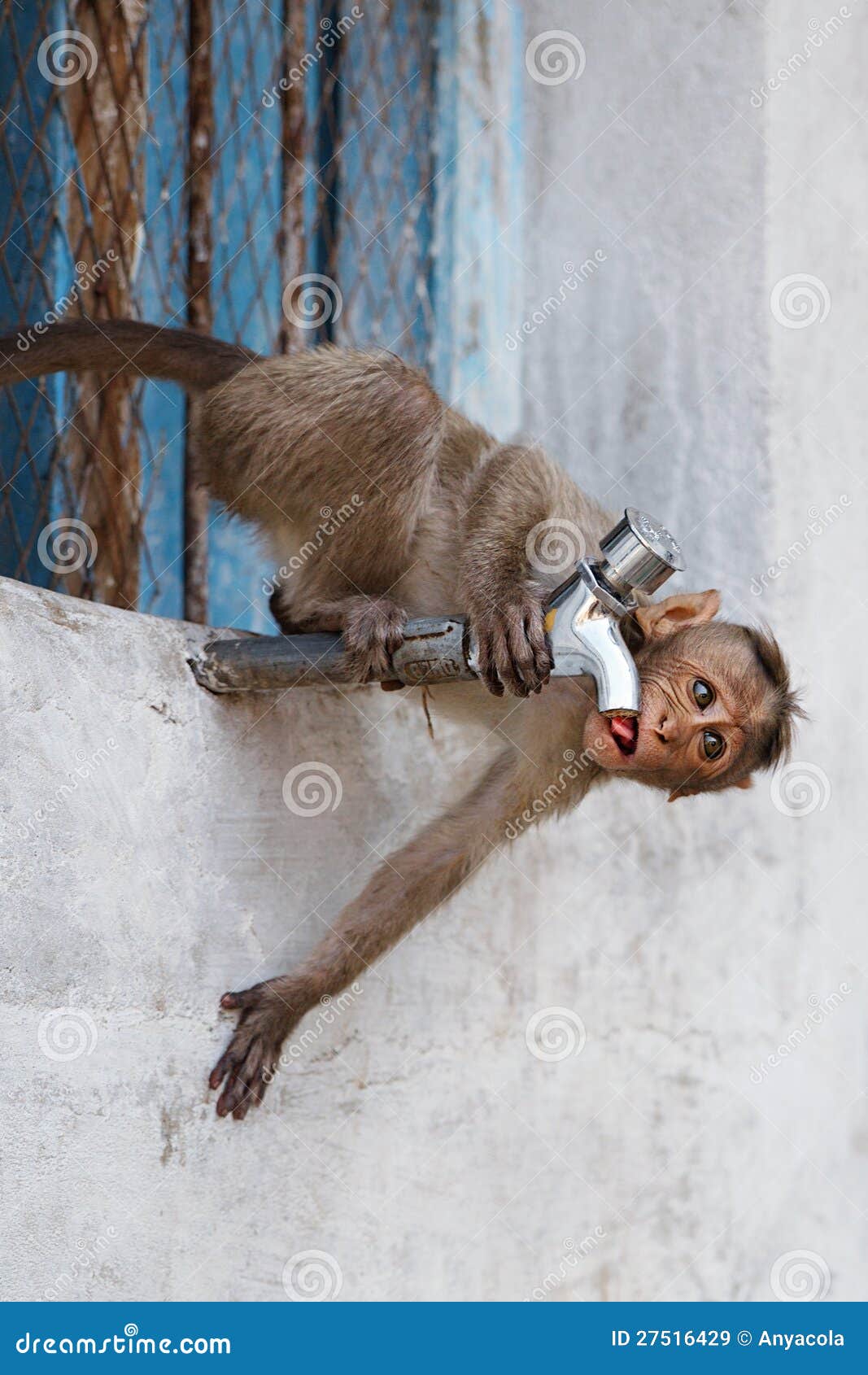 Indian Monkey Drinks Water from the Tap Stock Image - Image of monkey ...