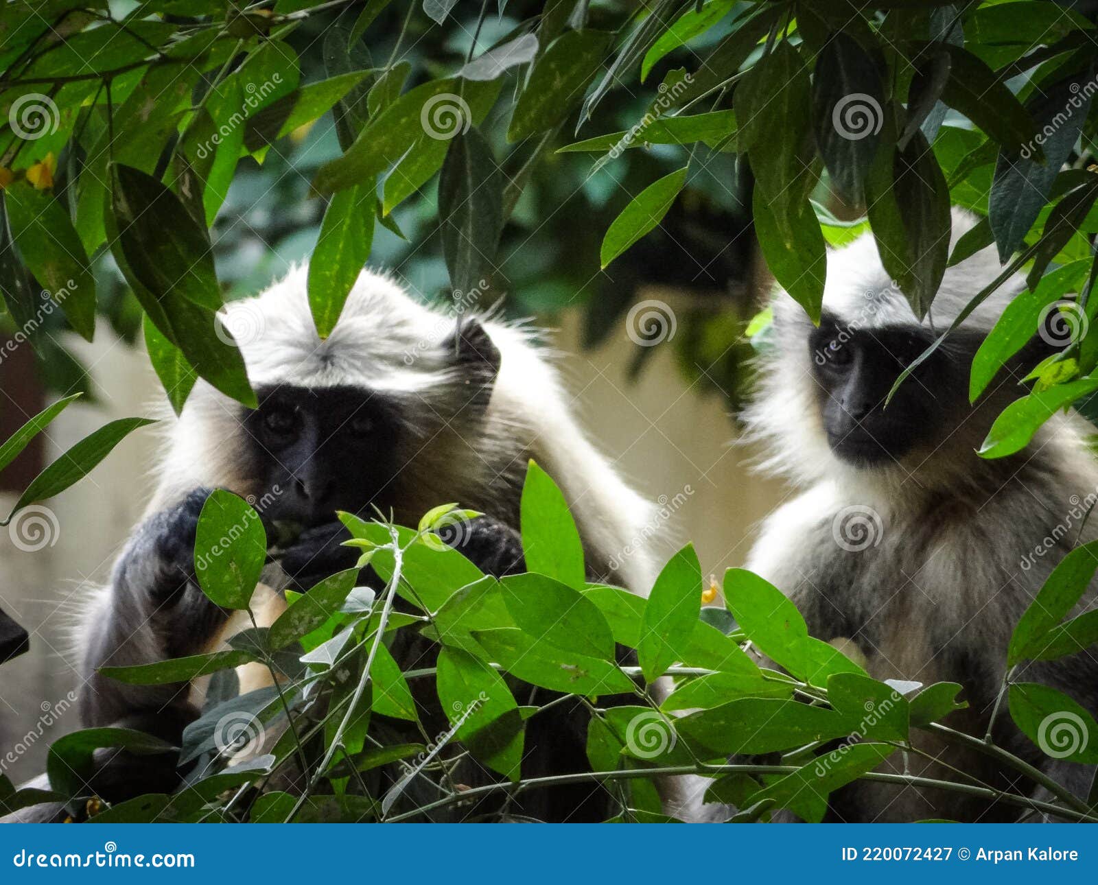 Indian Monkey eating stock image. Image of forest, green - 220072427