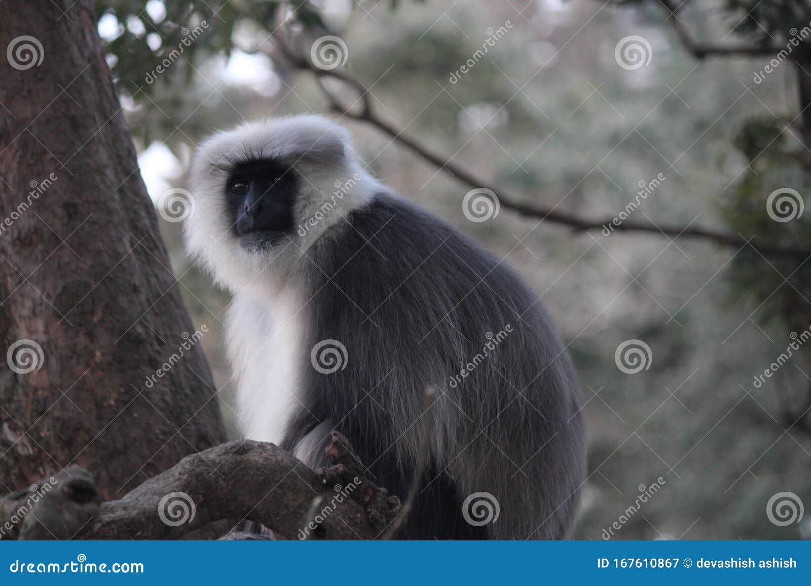 Indian Monkey Image with Tree Stock Image - Image of cute, indian ...