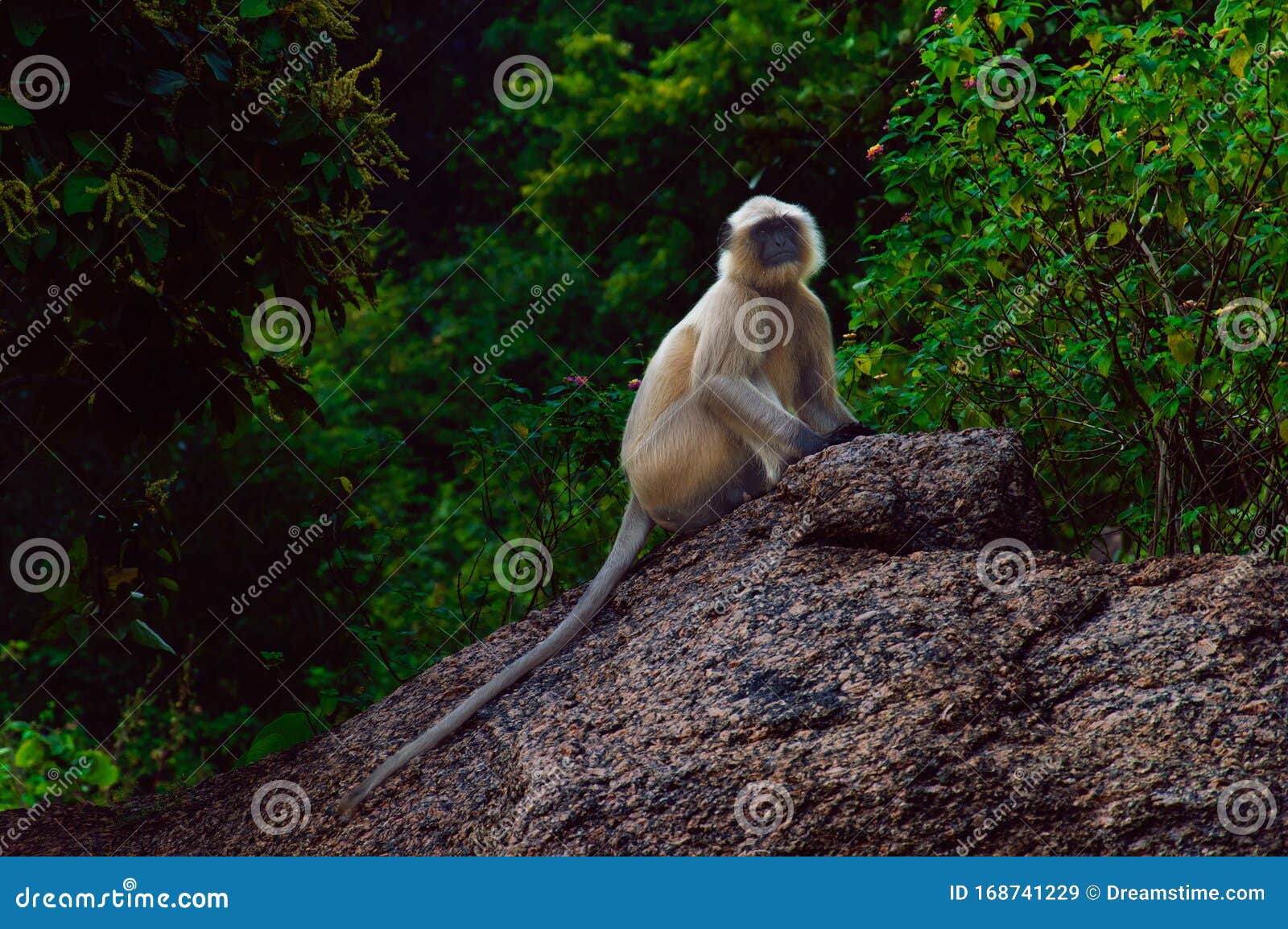 Indian Monkey Inside Forest Stock Image - Image of pretty, grey: 168741229